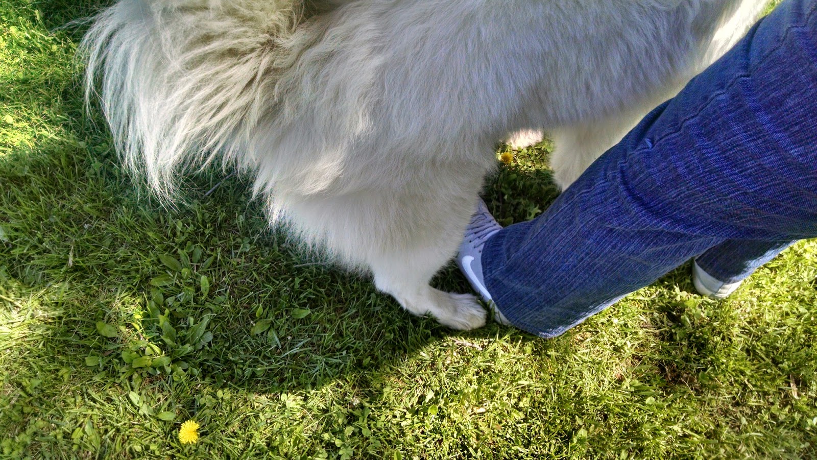 Retriever Training Program: HOMEWORK Week 3 - The Stand (done silently ...